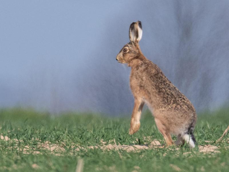 Rammler-Rekord: So viele Hasen gezählt wie noch nie - meinKA