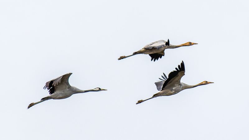 Kraniche ziehen mit Zwischenstopp in Baden-Württemberg ins Warme - meinKA