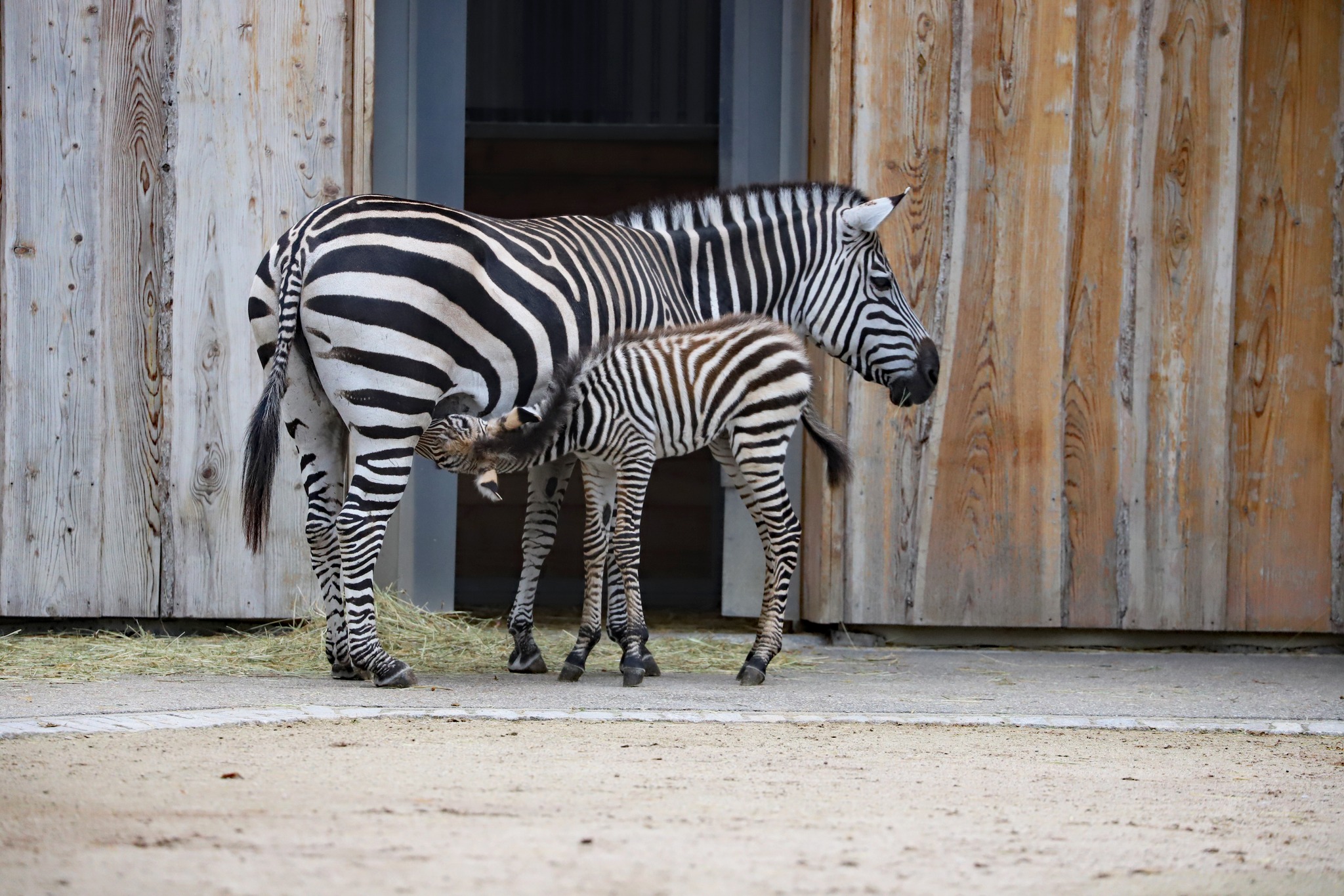 Gestreifter Nachwuchs: Zebra-Fohlen im Karlsruher Zoo geboren - meinKA
