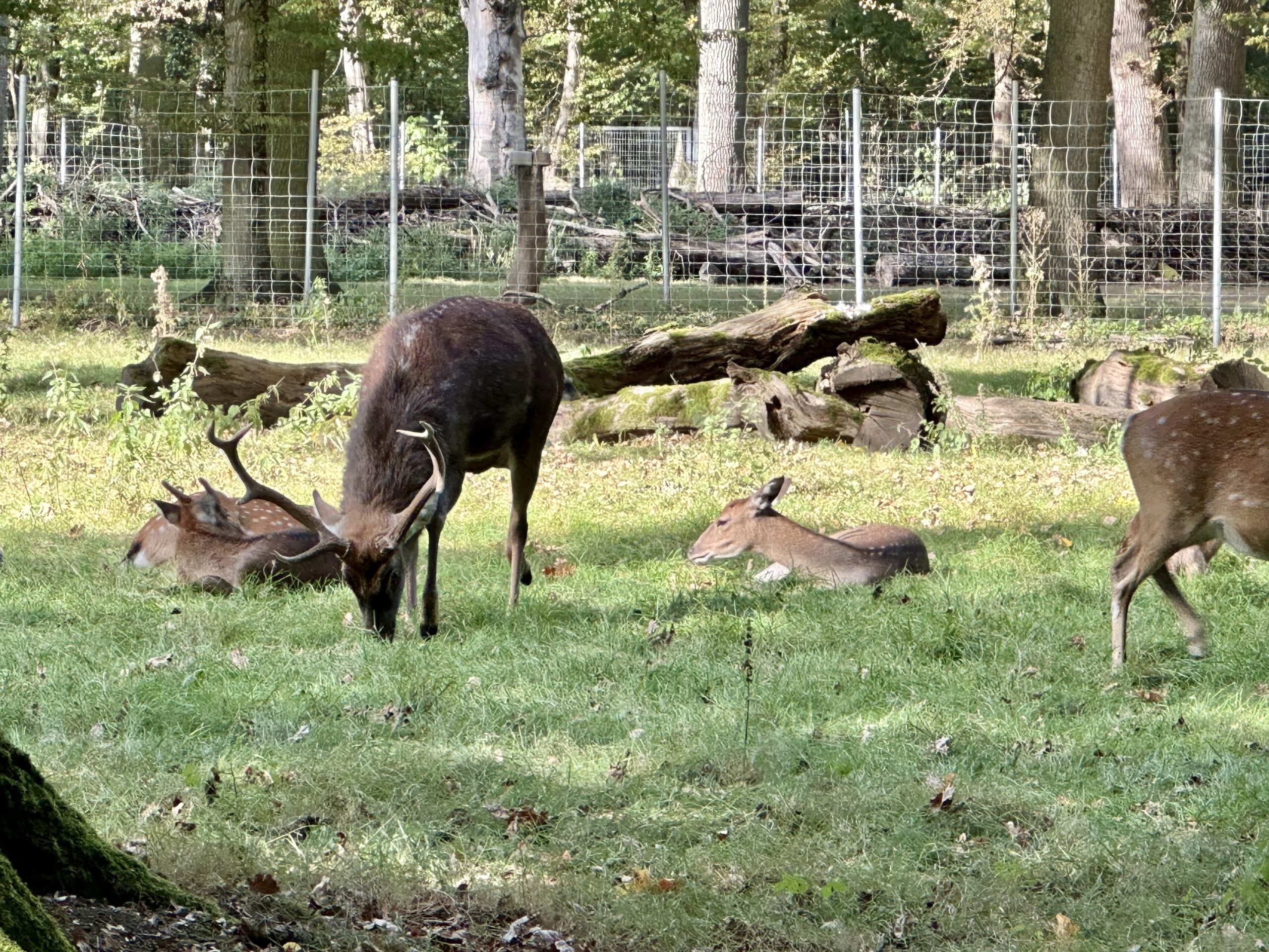 Der Oberwald in Karlsruhe: Tierpark, Seen und viel Natur - meinKA