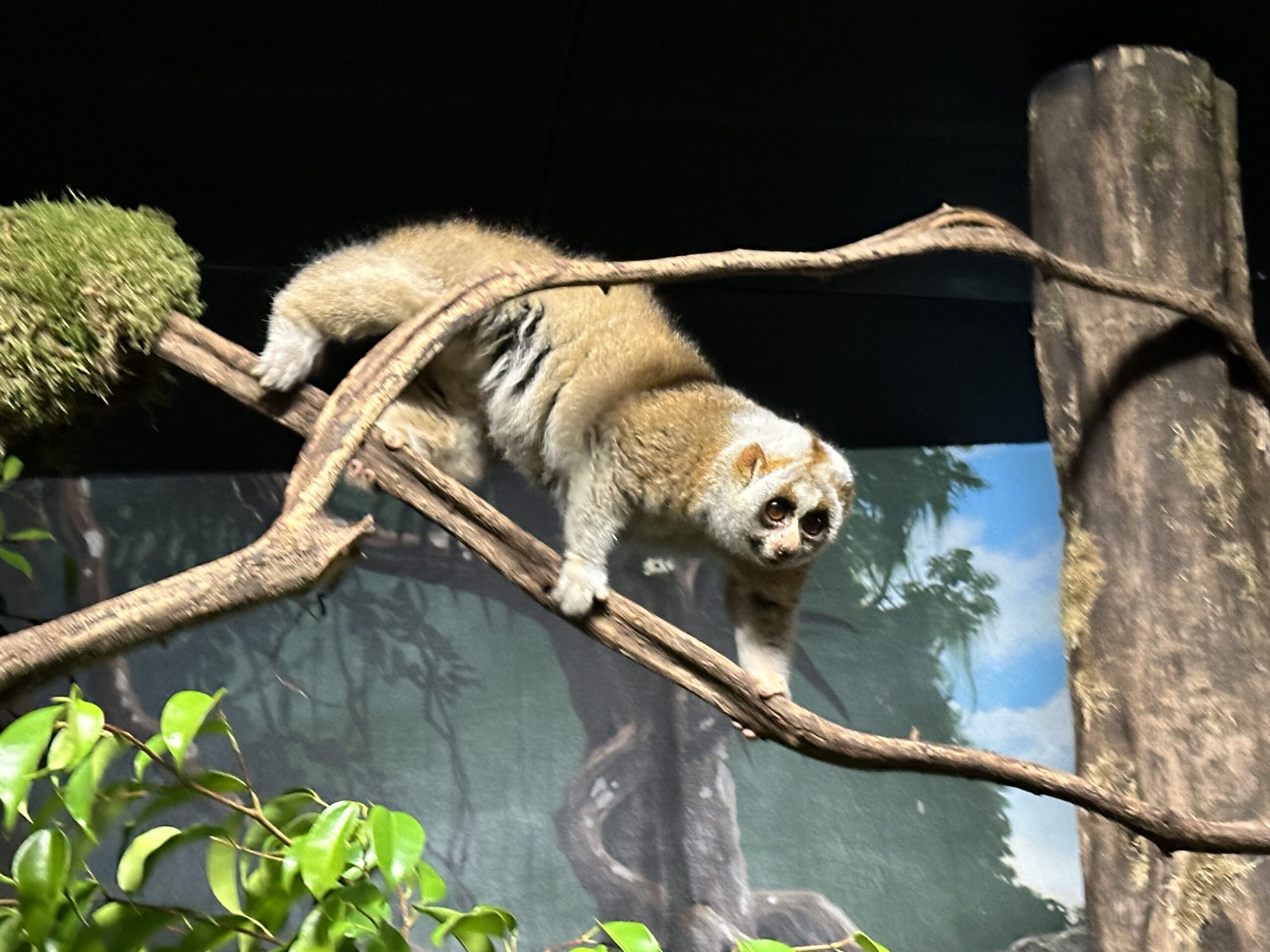 Karlsruher Zoo: Plumplori-Weibchen Kate hat einen Mitbewohner bekommen ...