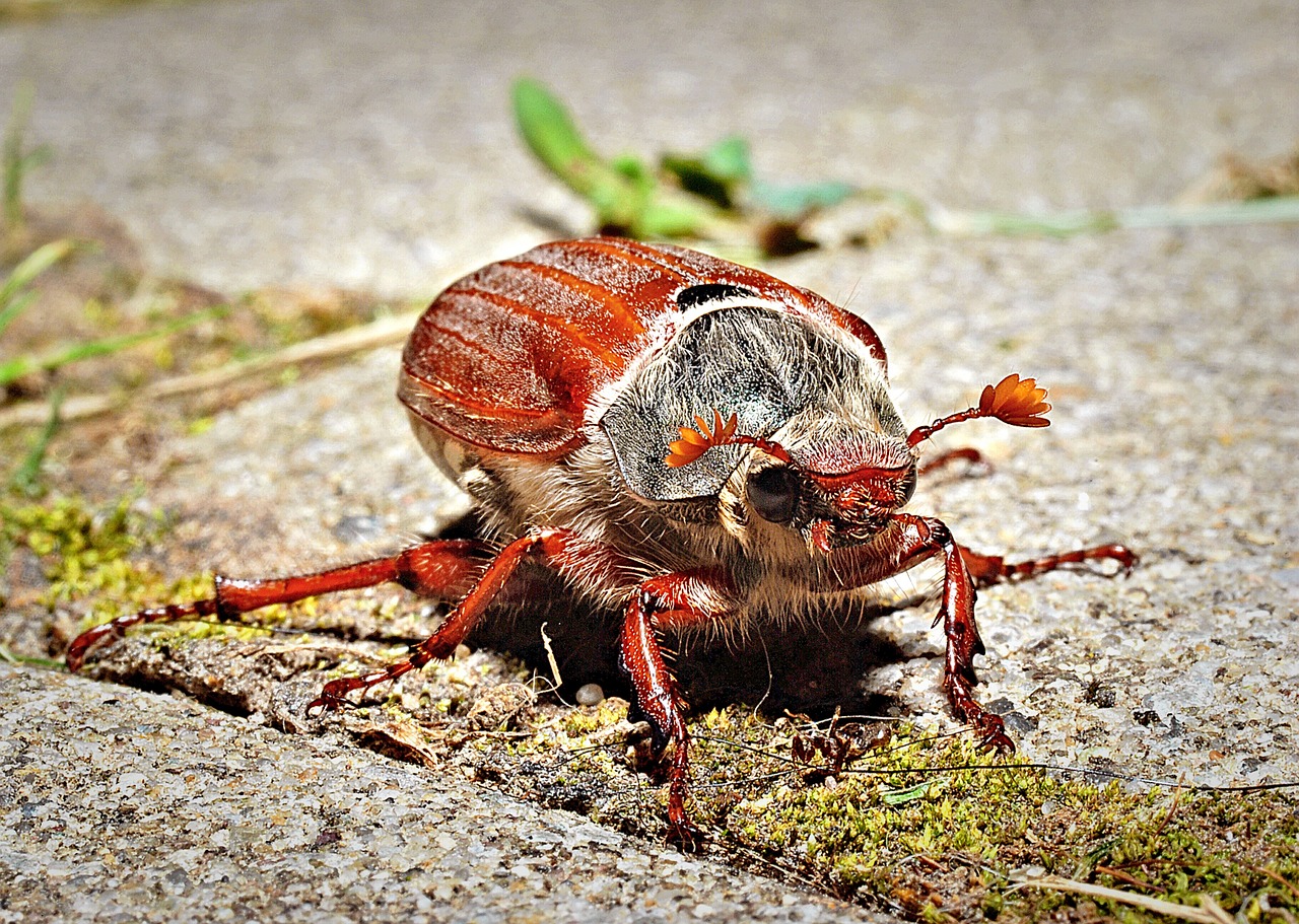 Maikäfer in Karlsruhe schon im April unterwegs: Schwärmflug startet am ...